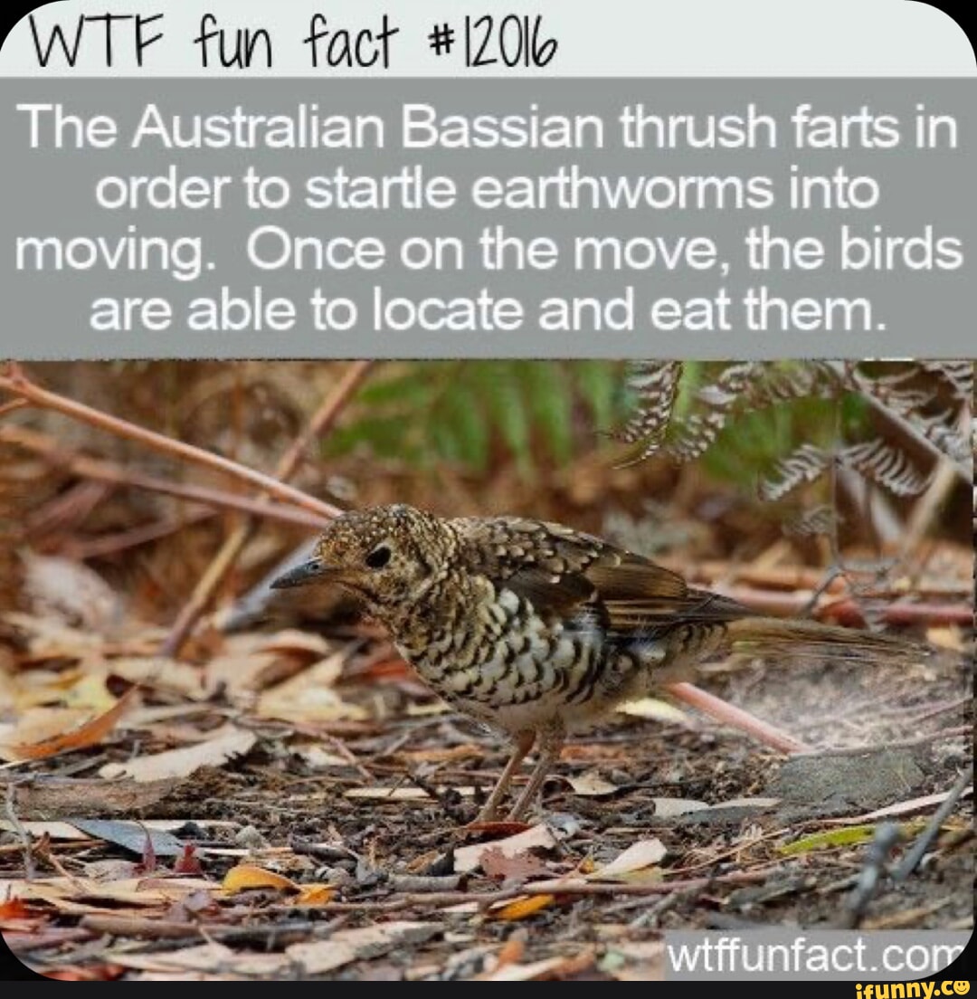 ANTE fun fact The Ausiralian Bassian thrush 'arts in order to sta ...