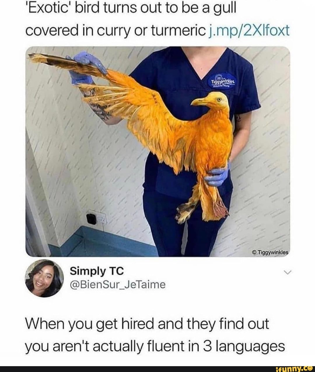 'Exotic' bird turns out to be a gull covered in curry or turmeric ...