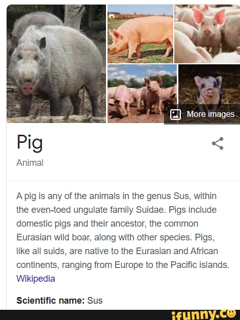Pig Animal Apig is any of the animals in the genus Sus, within the even ...