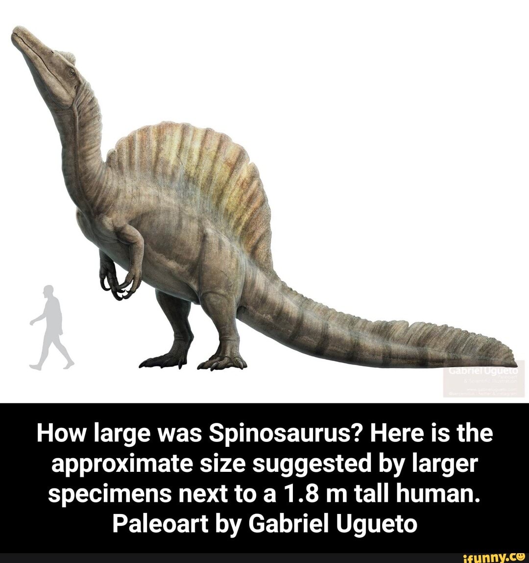 Spinosaurus Size