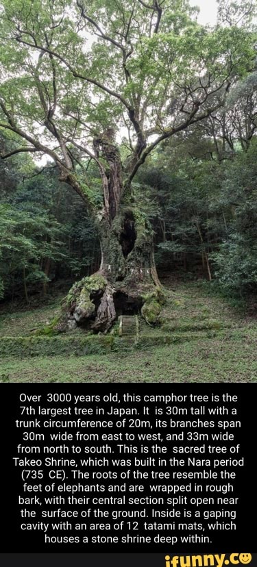 Over 3000 years old, this camphor tree is the largest tree in Japan. It ...