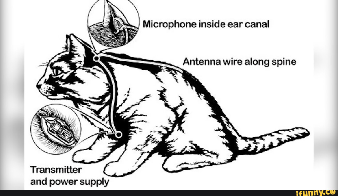 Cia kitty - Microphone inside ear canal Antenna wire along spine ...