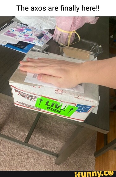 The axos are finally here! - iFunny Brazil