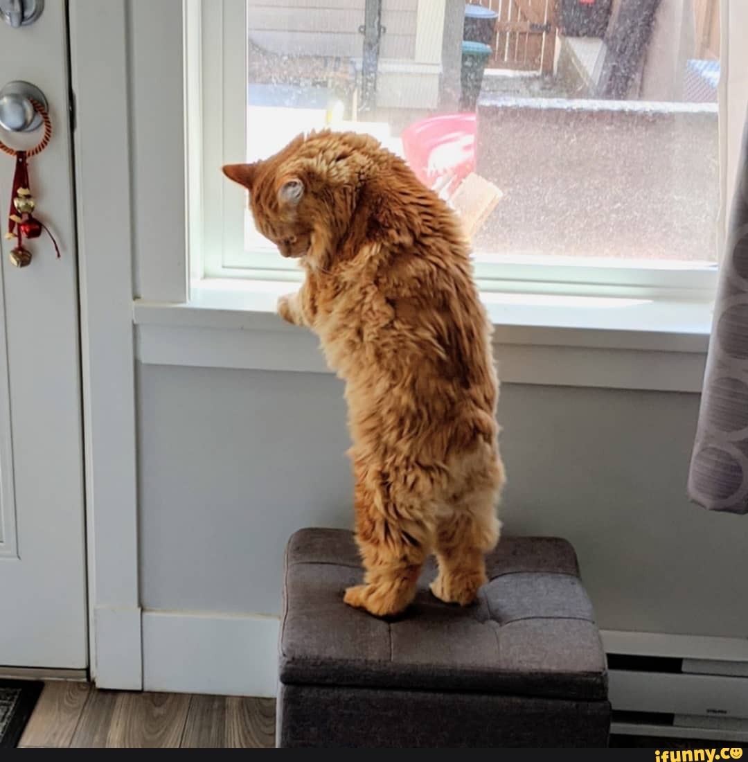 Meowser memes. Best Collection of funny Meowser pictures on iFunny Brazil