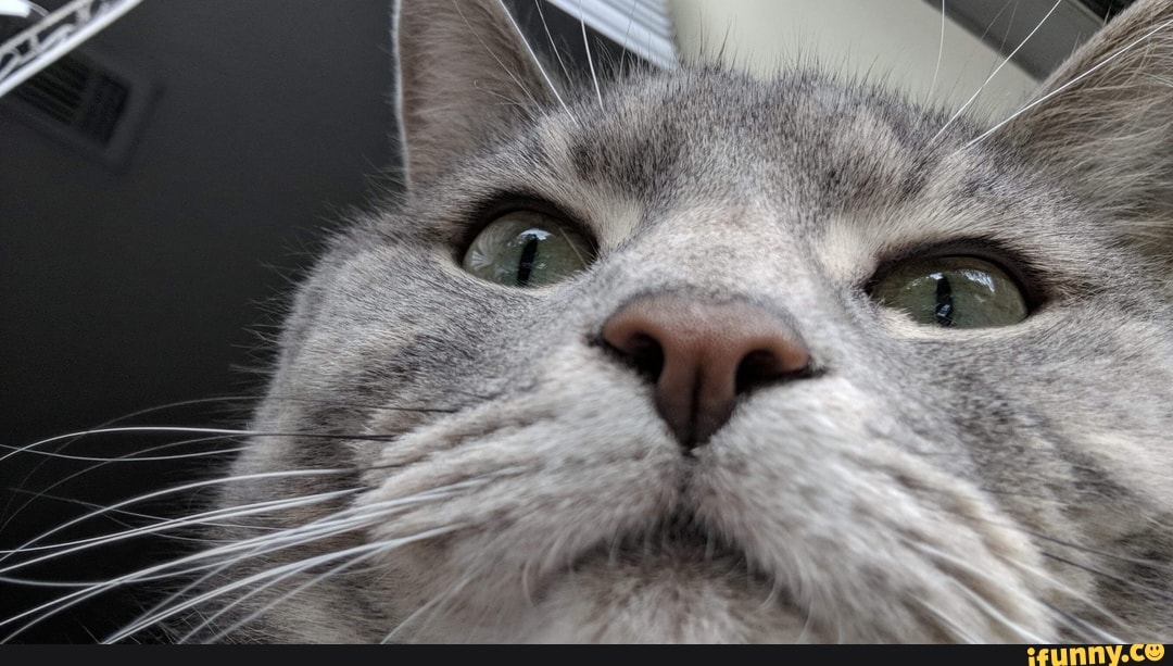 Picture memes NCuZYpSp6 by ChunkyPee - iFunny Brazil