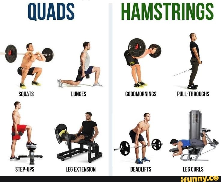 QUADS HAMSTRINGS SQUATS LUNGES GOODMORNINGS PULL-THROUGHS STEP-UPS LEG ...