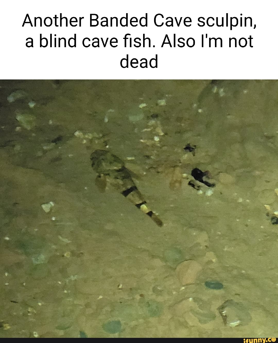 Another Banded Cave sculpin, a blind cave fish. Also I'm not dead ...