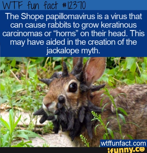 Rabbit With Papillomavirus