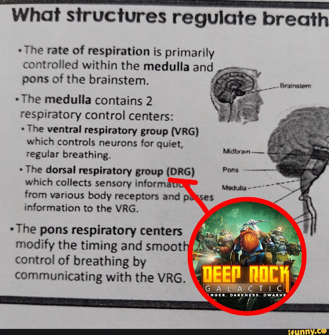 Medulla Oblongata Meme