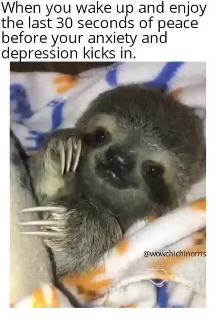 Sloths Memes