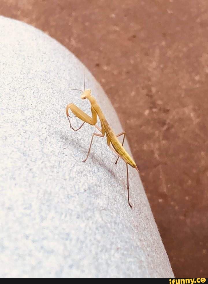 Praying_mantis memes. Best Collection of funny Praying_mantis pictures ...