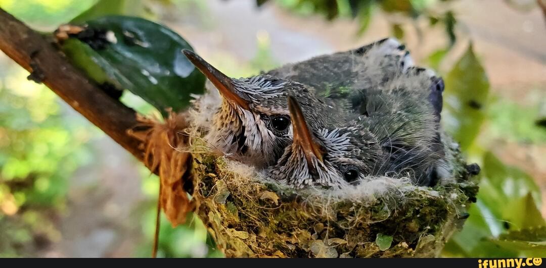 Hummingbirds memes. Best Collection of funny Hummingbirds pictures on ...