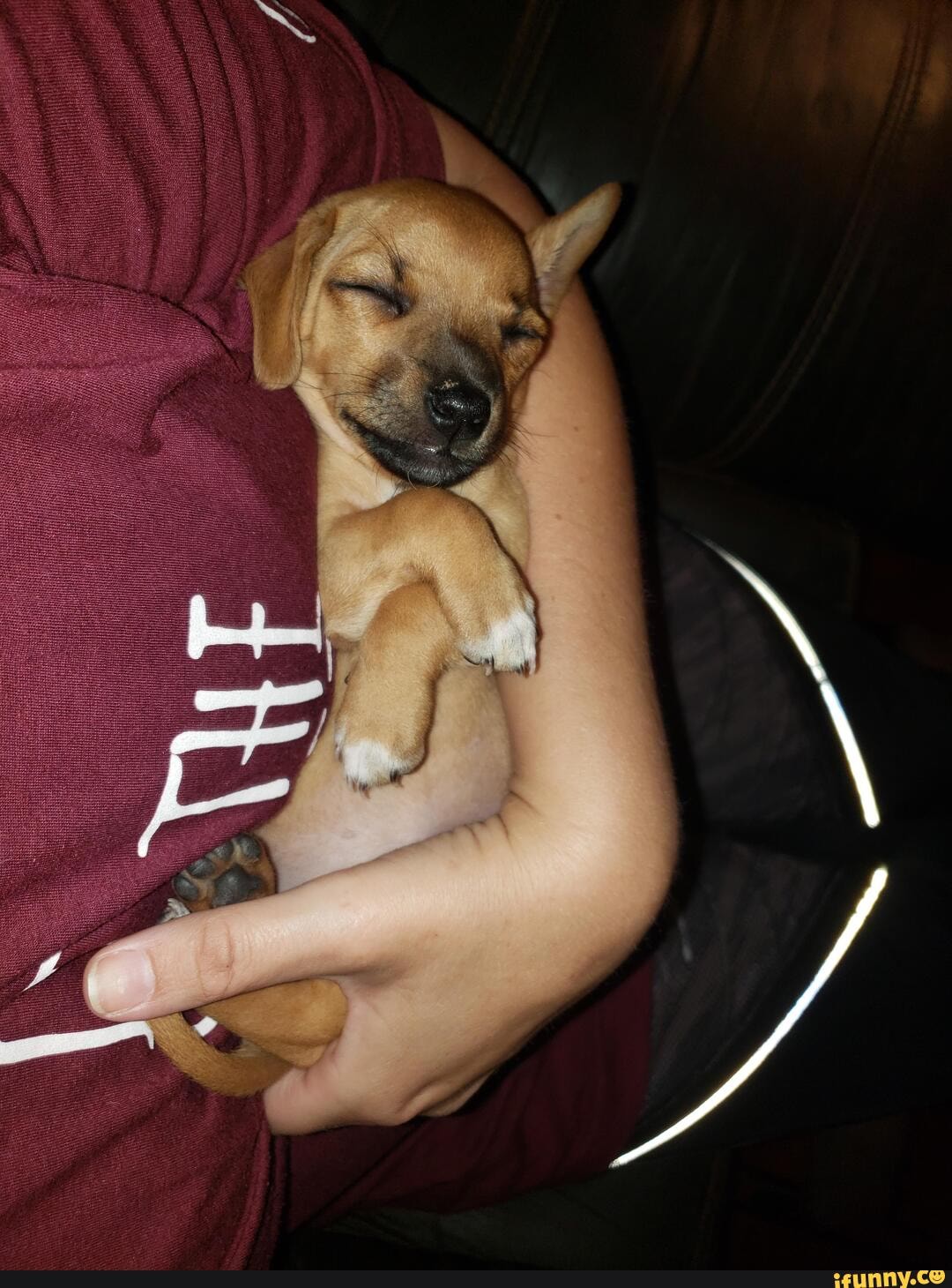 Lexi has worms :( - iFunny Brazil