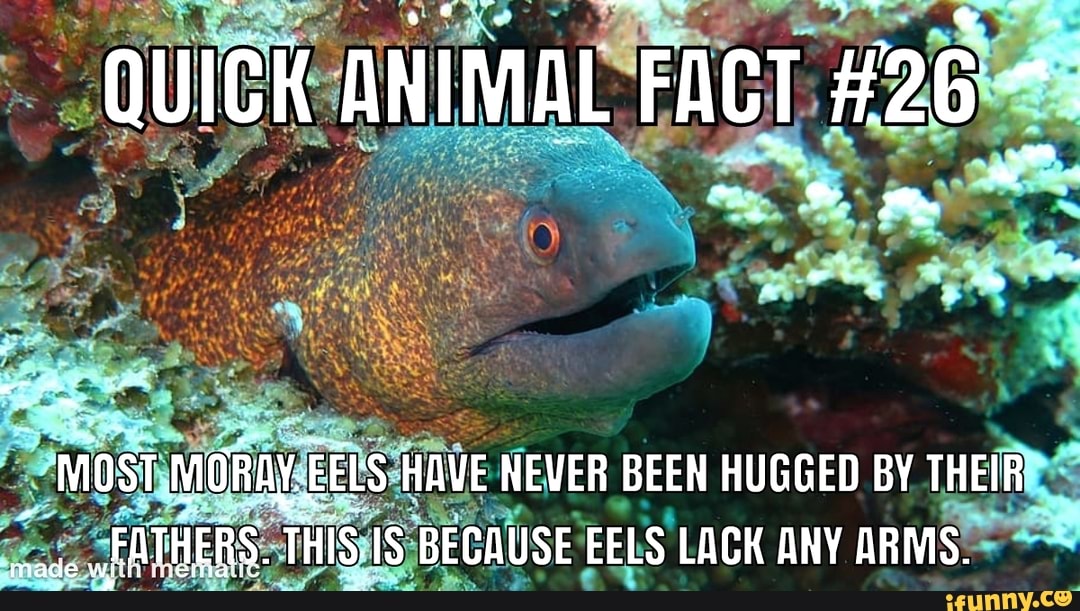 QUICK ANIMAL FACT #26 ~ MOST MORAY. EELS HAVE NEVER BEEN HUGGED BY ...
