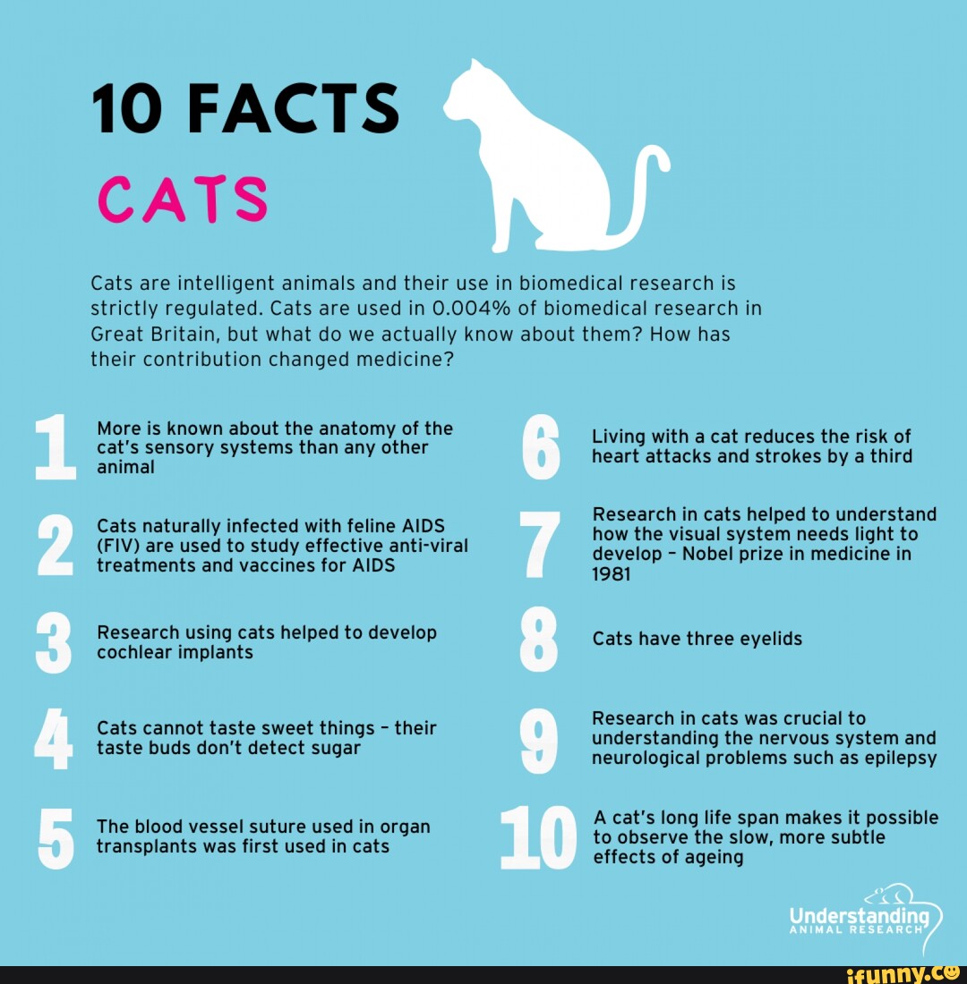 10 FACTS CATS Cats are intelligent animals and their use in biomedical ...