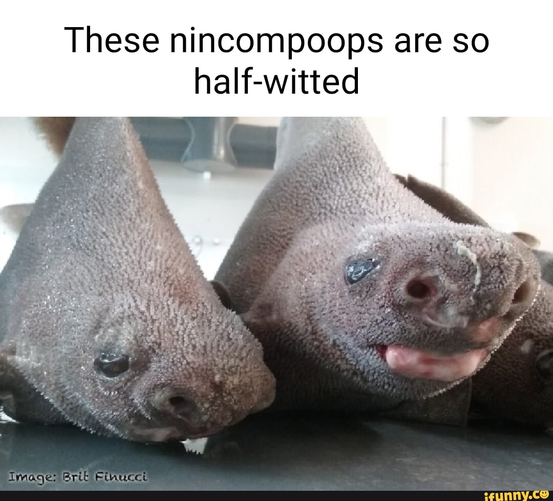 These nincompoops are so half-witted I image: - iFunny Brazil