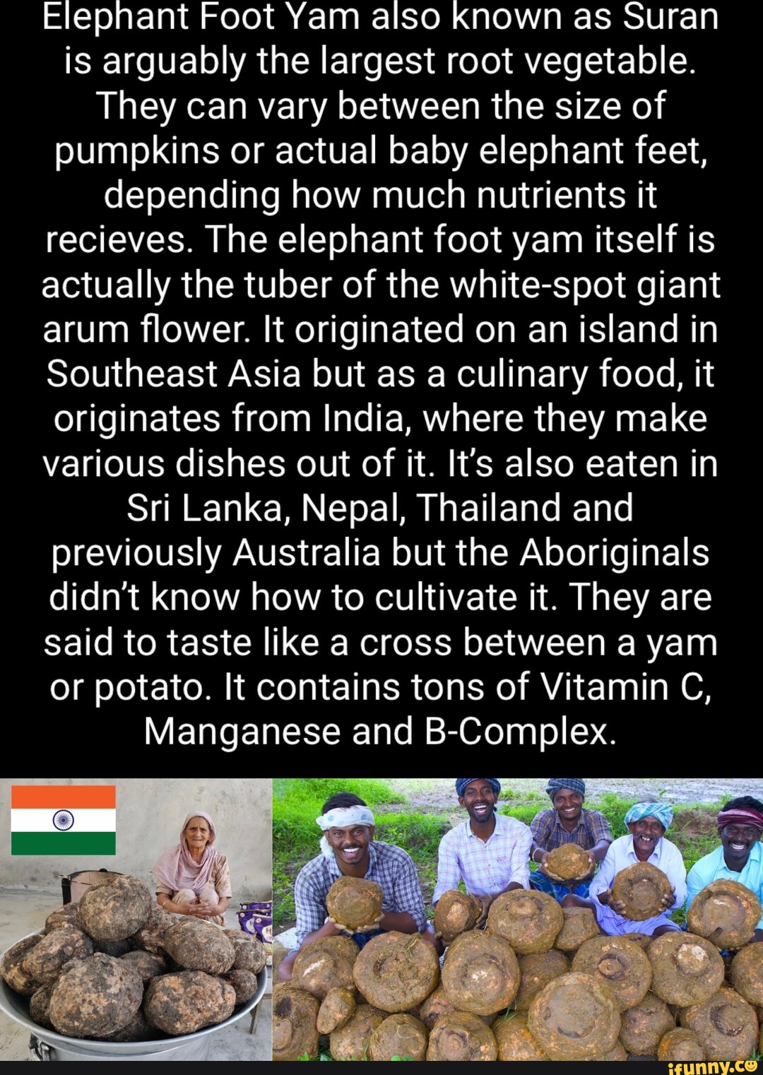 Elephant Foot Yam also Known as Suran is arguably the largest root ...