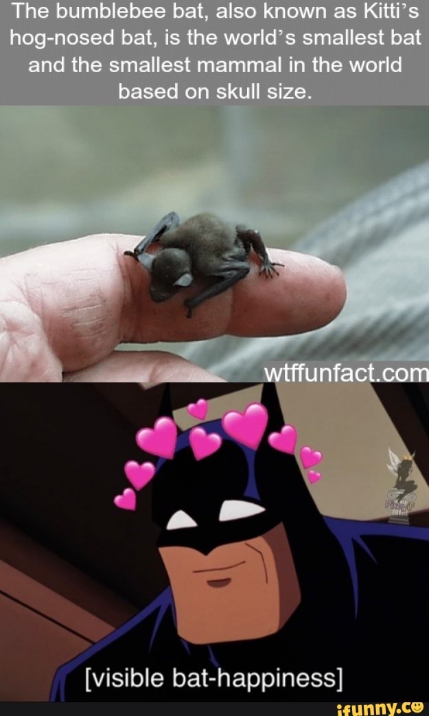 The bumblebee bat, also known as Kitti's hog-nosed bat, is the world's ...