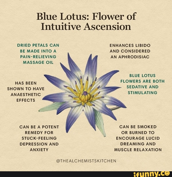 Blue Lotus: Flower of Intuitive Ascension DRIED PETALS CAN ENHANCES ...