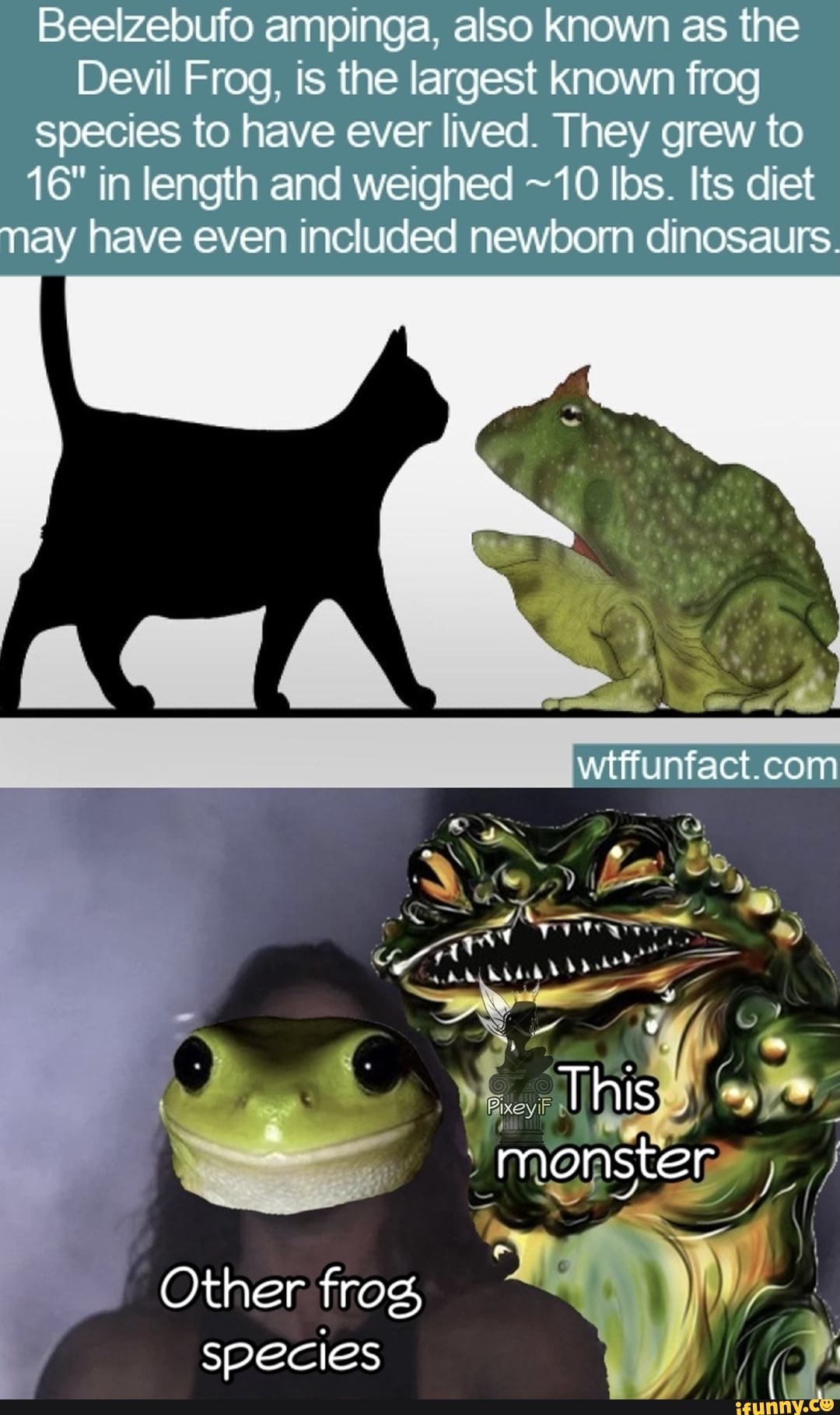 Beelzebufo ampinga. also known as the Devil Frog, is the largest known ...