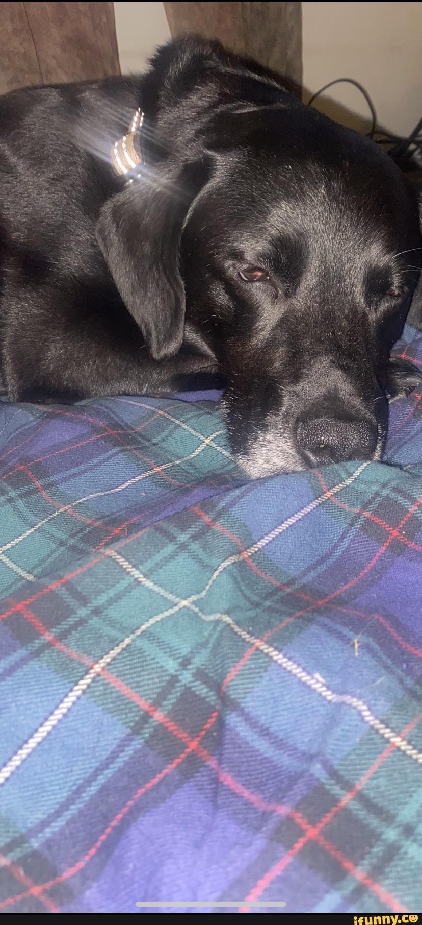 Bassador memes. Best Collection of funny Bassador pictures on iFunny Brazil