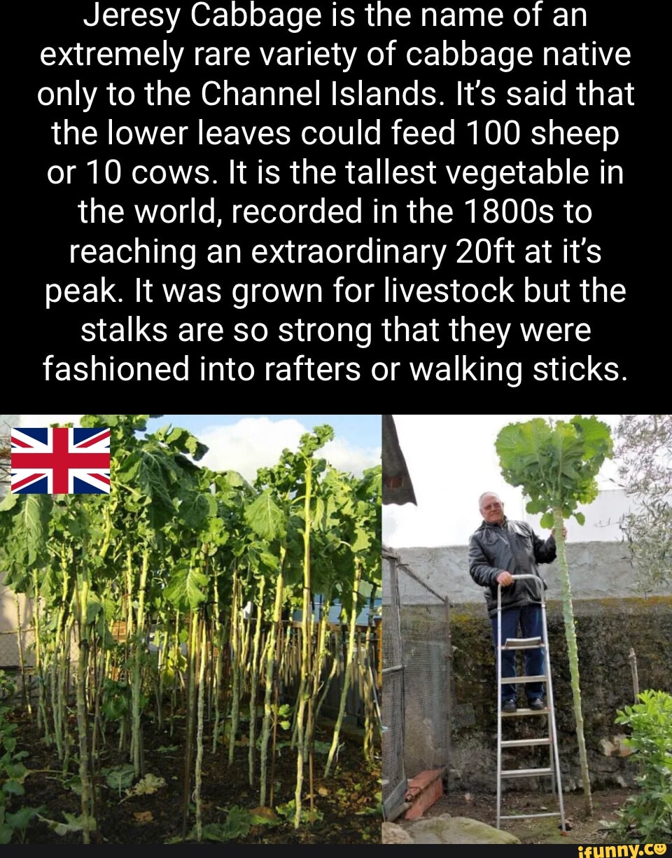 Jeresy Cabbage is the name of an extremely rare variety of cabbage ...