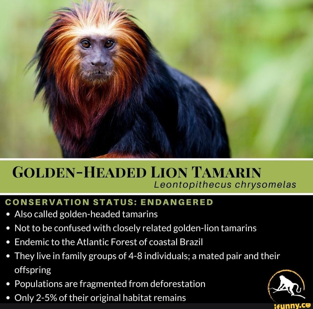 ED LION TAMARIN Leontopithecus chrysomelas CONSERVATION STATUS ...