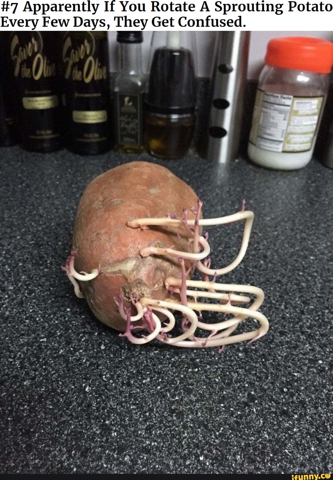 #7 Apparently If You Rotate A Sprouting Potato Every Few Days, They Get ...