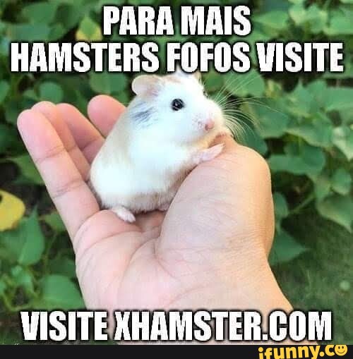 Khamster memes. Best Collection of funny Khamster pictures on iFunny Brazil