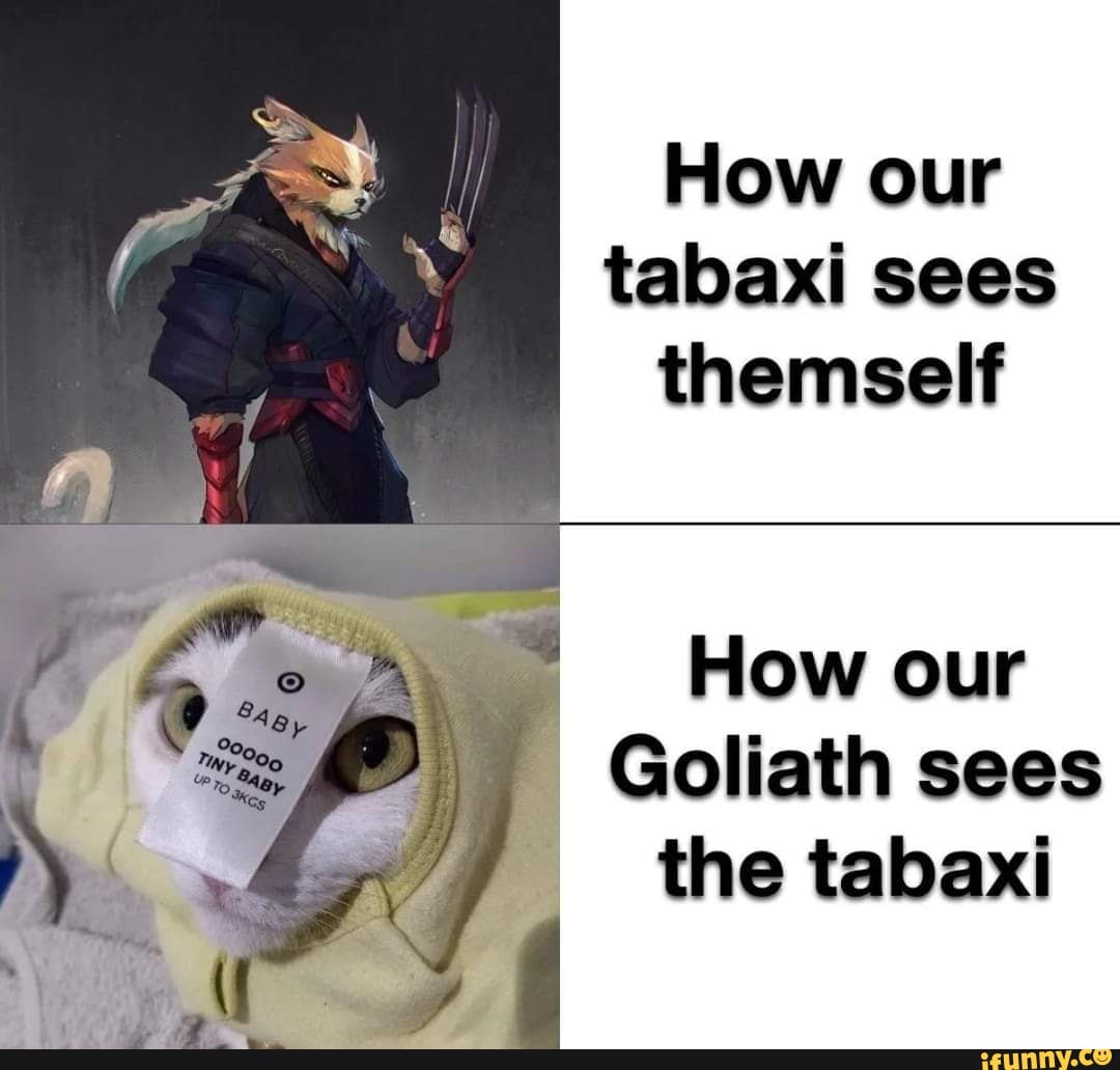 How our tabaxi sees themself How our Goliath sees the tabaxi - iFunny ...