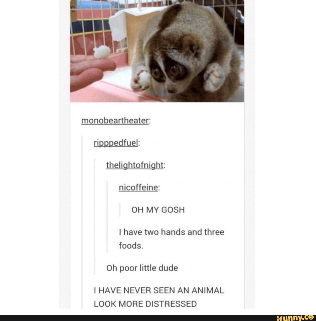 Slow Loris Eating Rice Gif
