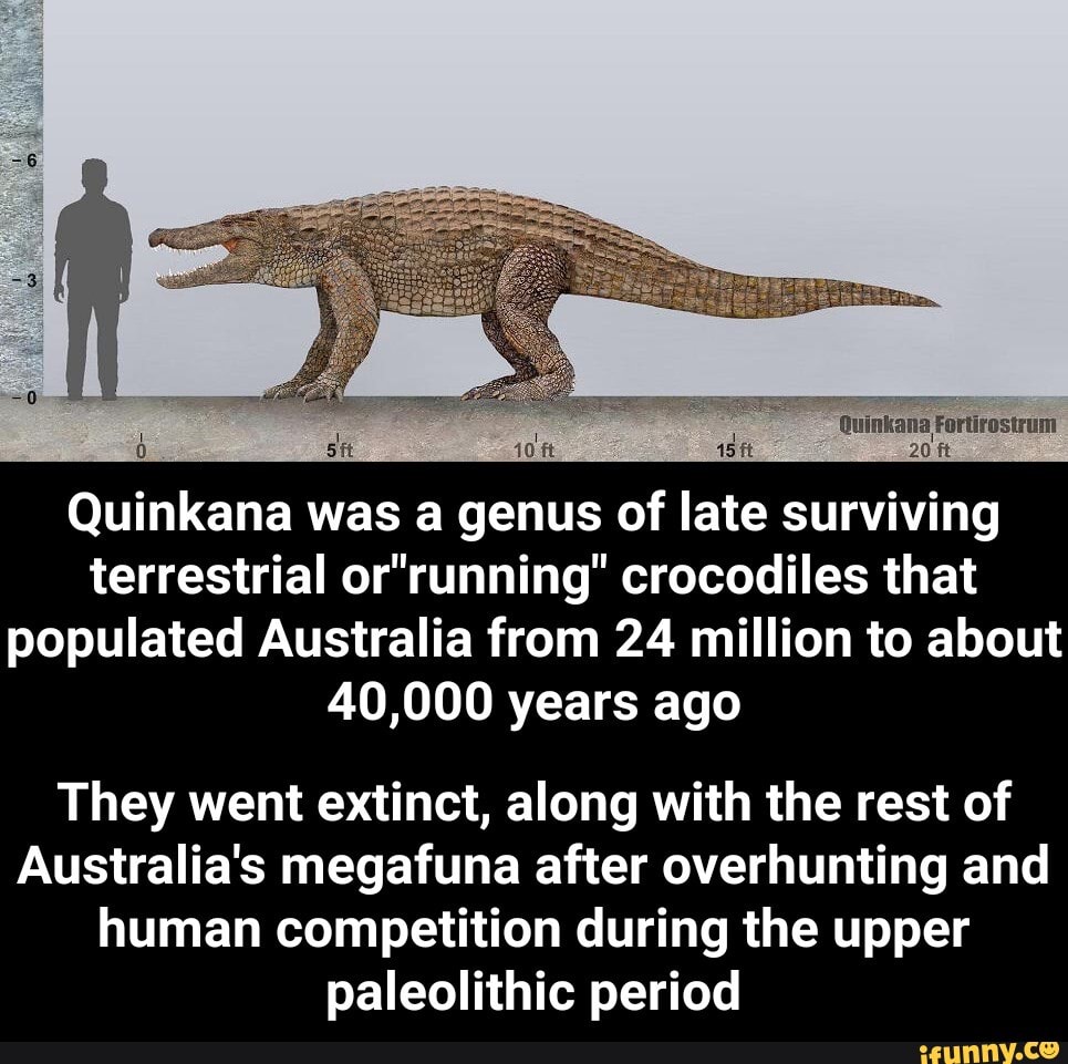 Quinkana Fortirostrum Quinkana was a genus of late surviving ...