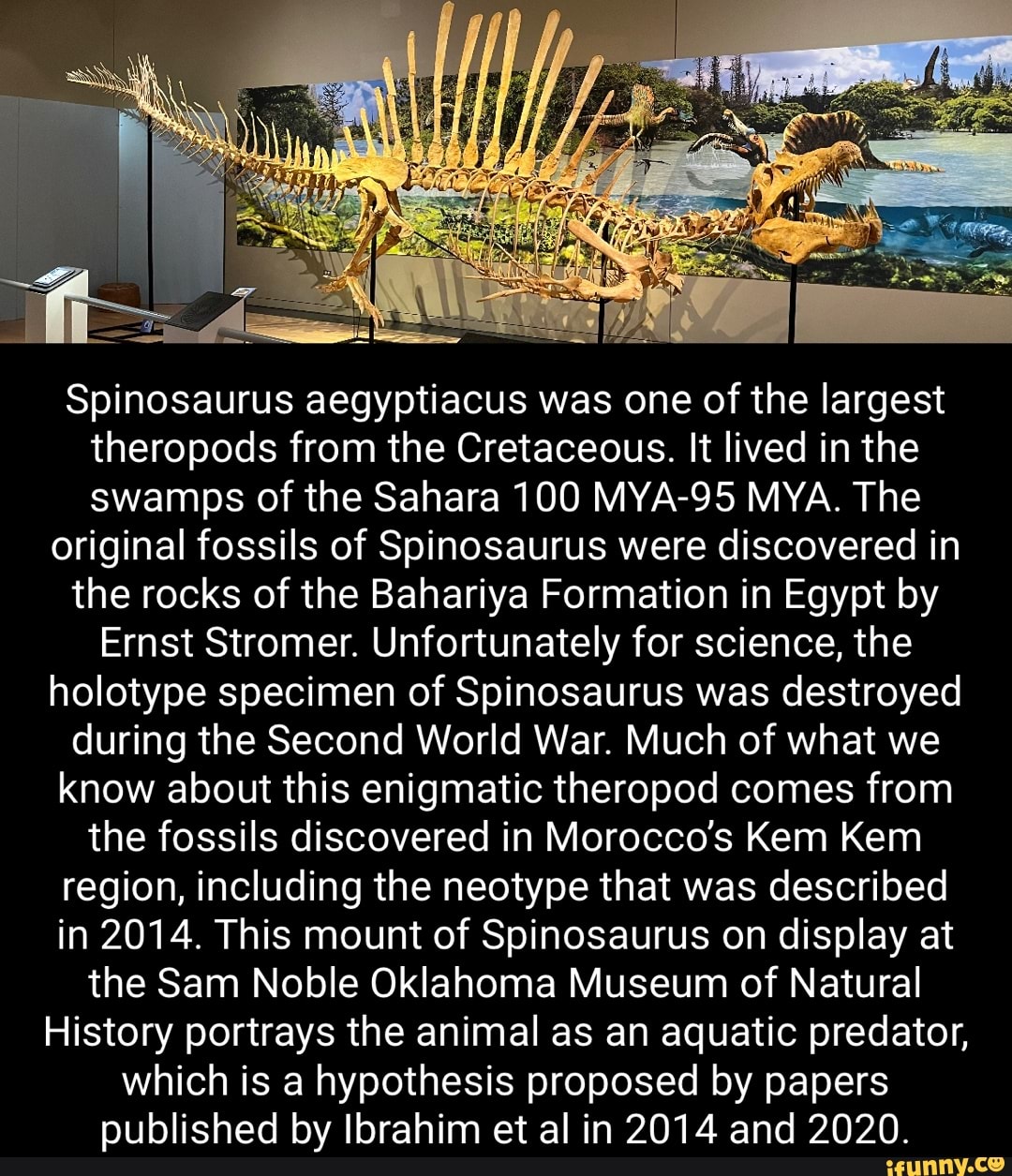Spinosaurus aegyptiacus was one of the largest theropods from the ...