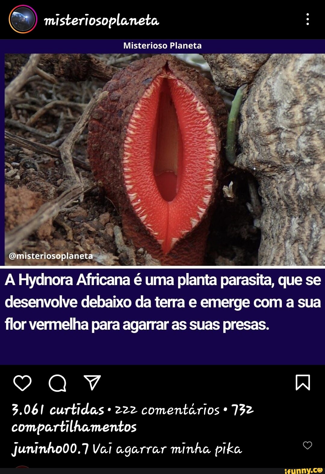 Hydnora Africana Underground