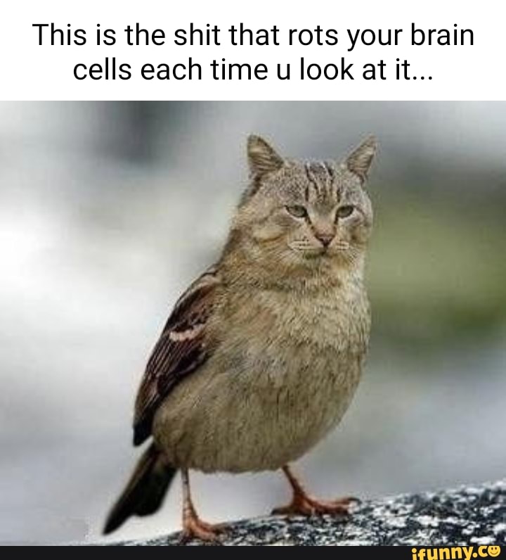 This is the shit that rots your brain cells each time u look at it ...