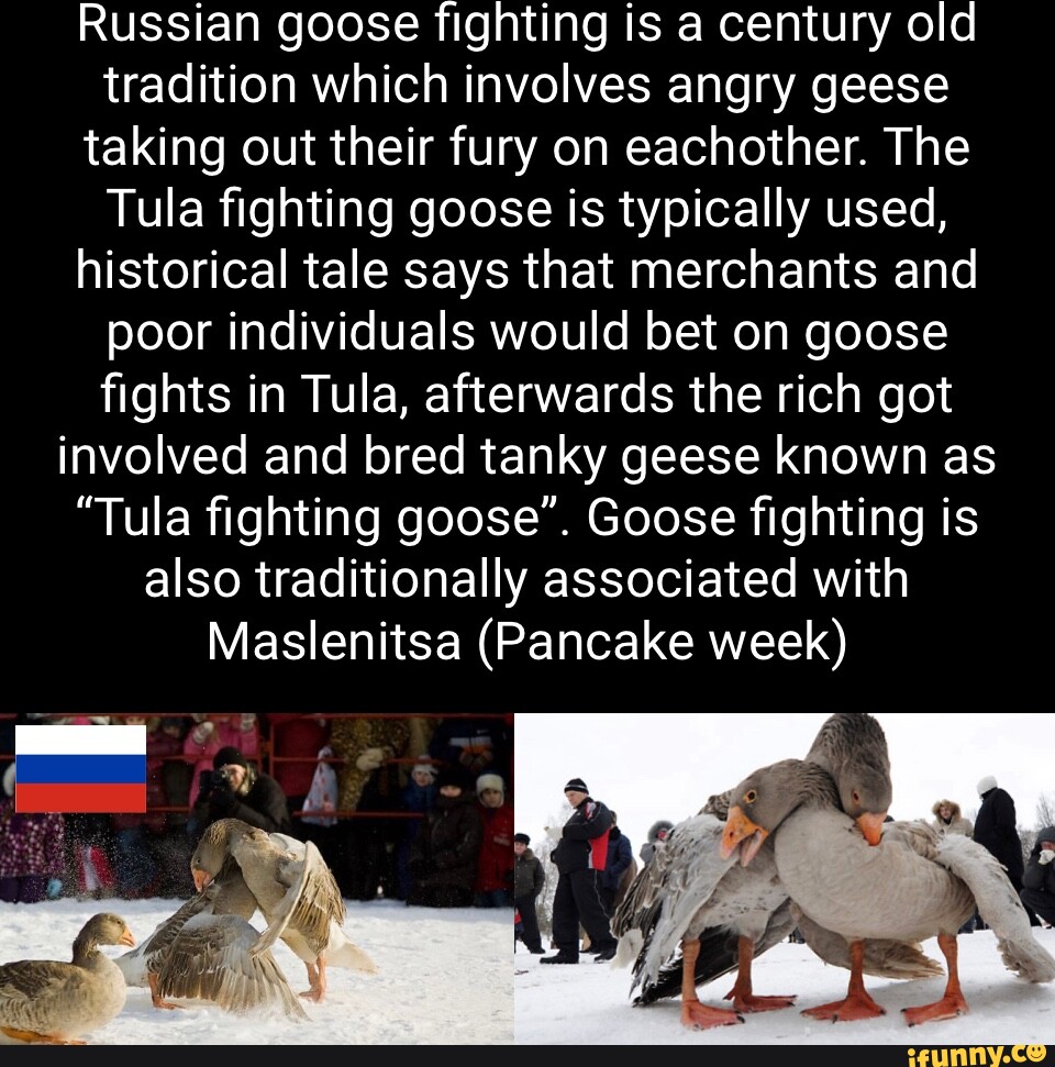 Russian goose fighting is a century old tradition which involves angry ...