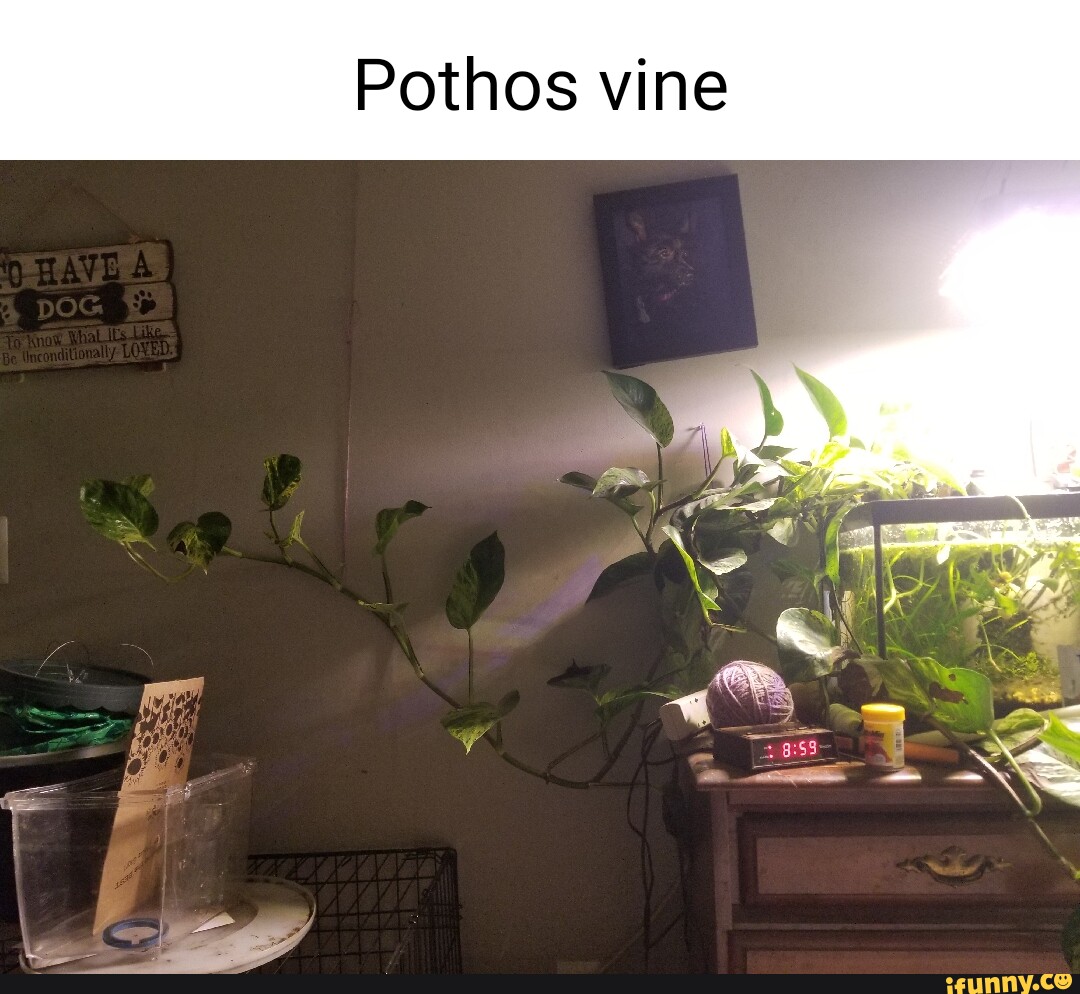 Pothos memes. Best Collection of funny Pothos pictures on iFunny Brazil