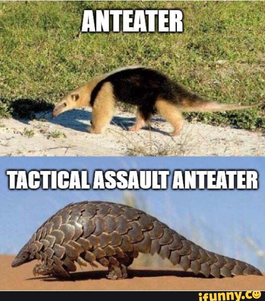 Anteater Memes
