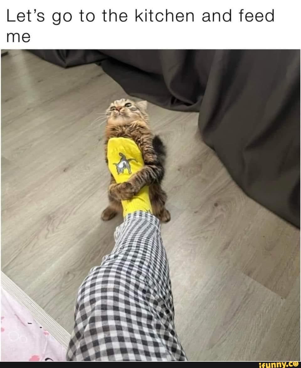 The best kind of memes (cat memes) - Let's go to the kitchen and feed ...