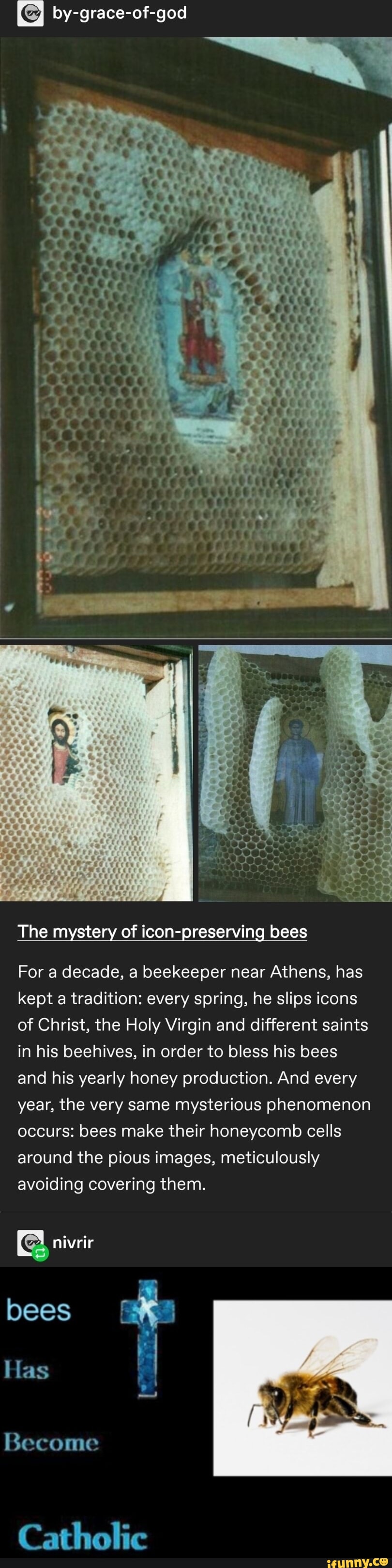 By-grace-of-god The mystery of icon-preserving bees For a decade, a ...