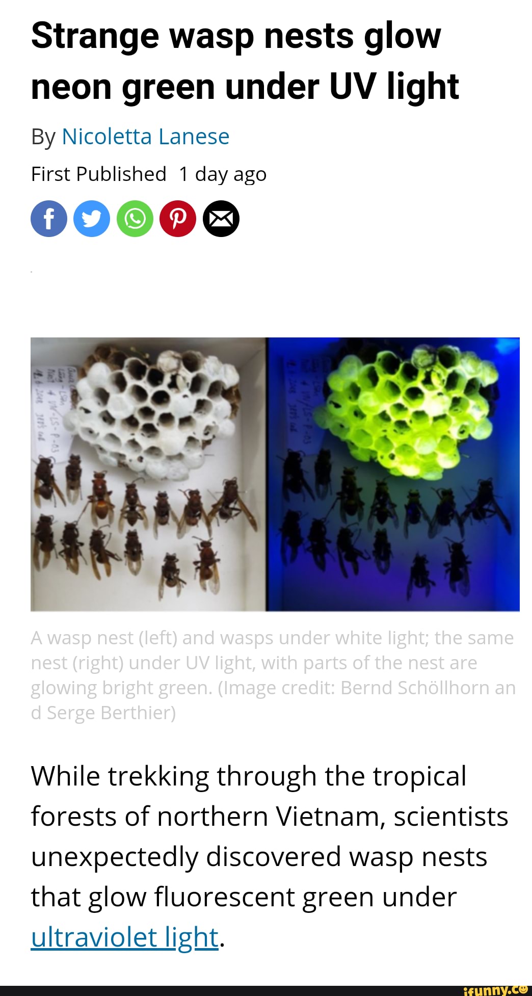 Strange wasp nests glow neon green under UV light By Nicoletta Lanese ...