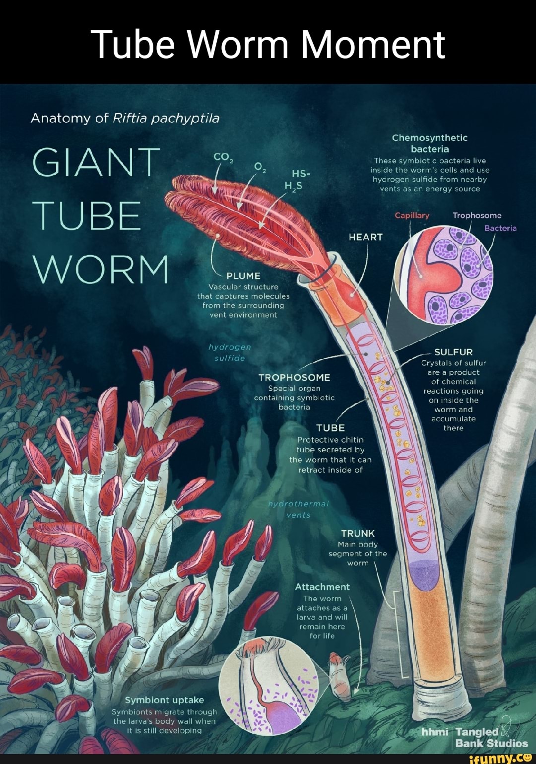 Chemoautotrophic Bacteria