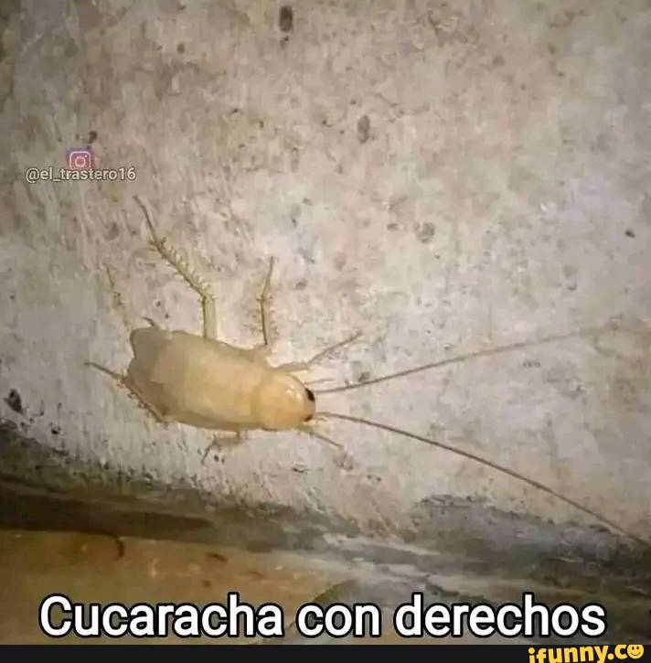 Cucaracha memes. Best Collection of funny Cucaracha pictures on iFunny ...