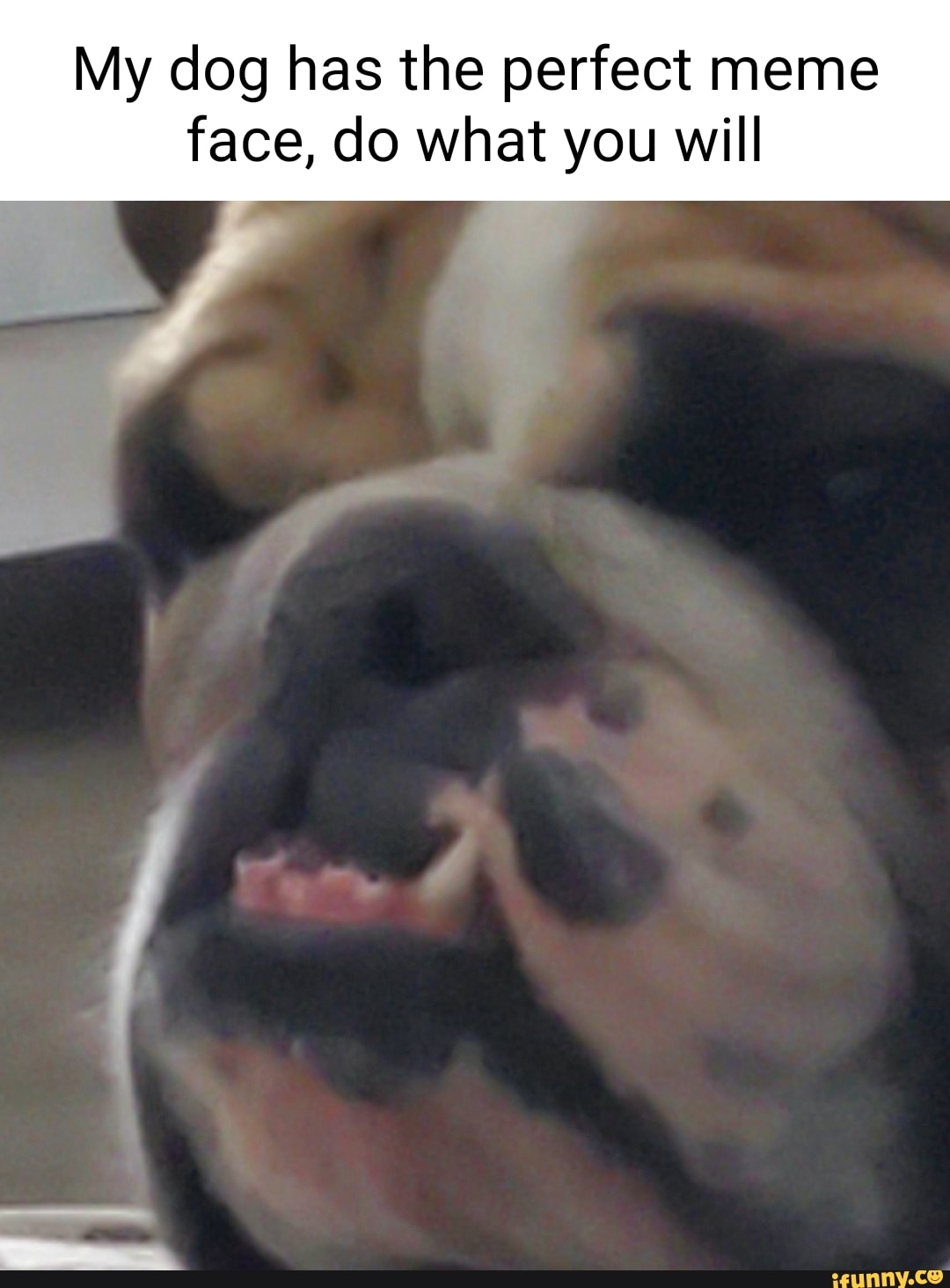Dog Meme Face