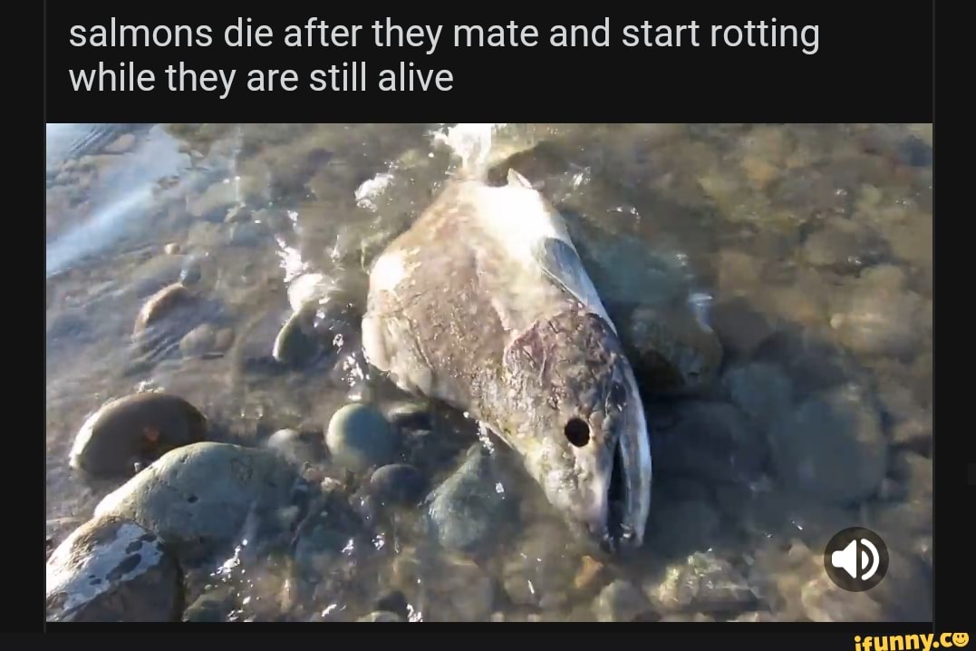 Salmons die after they mate and start rotting while they are still ...