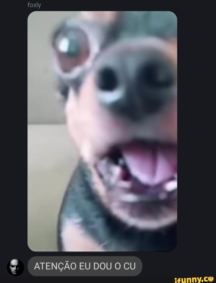 Foxly ATENÇÃO EU DOU O CU - iFunny Brazil