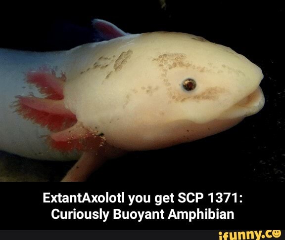 ExtantAxolotl you get SCP 1371: Curiously Buoyant Amphibian ...