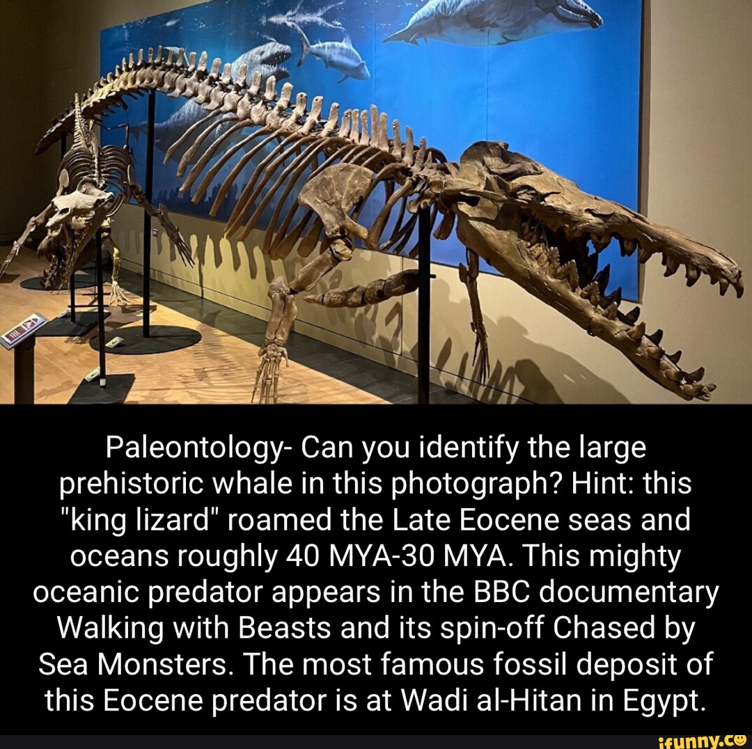 Paleontology- Can you identify the large prehistoric whale in this ...