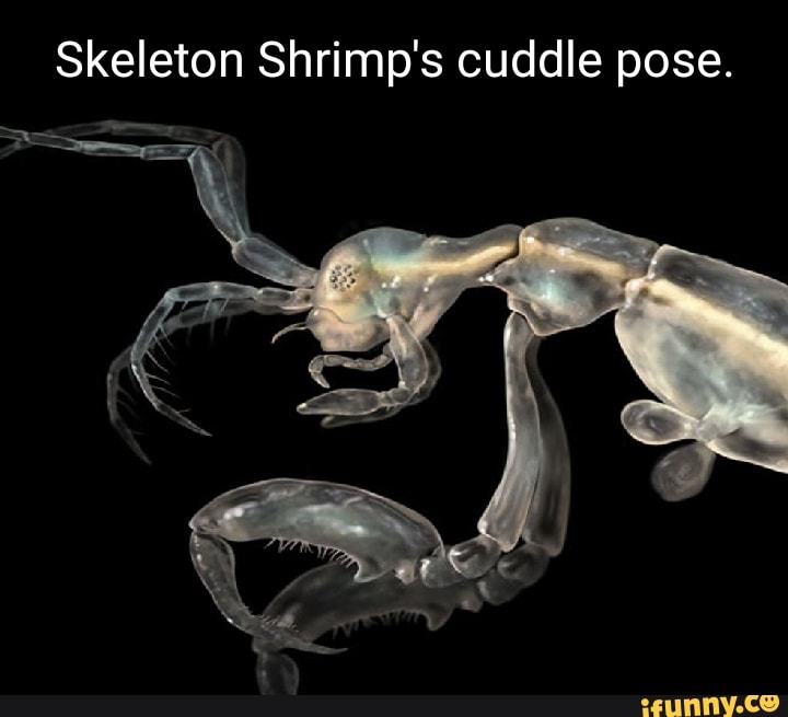 Skeleton Shrimp's cuddle pose. - iFunny Brazil