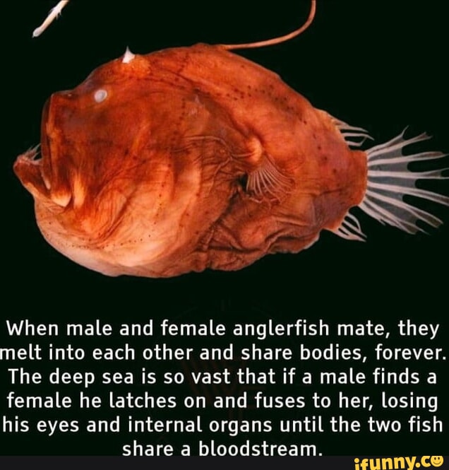 Male Angler Fish Melts Into Female